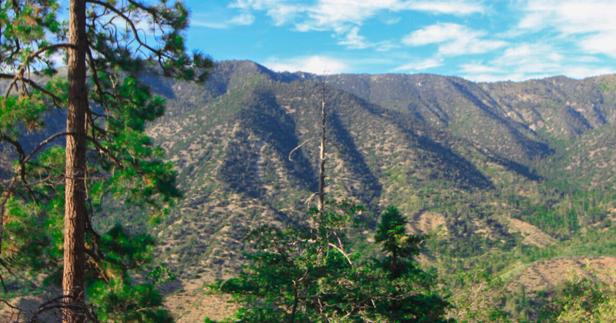 Camp Mountain Chai | Camp America